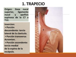 Músculos estriados del dorso del tronco | PPT