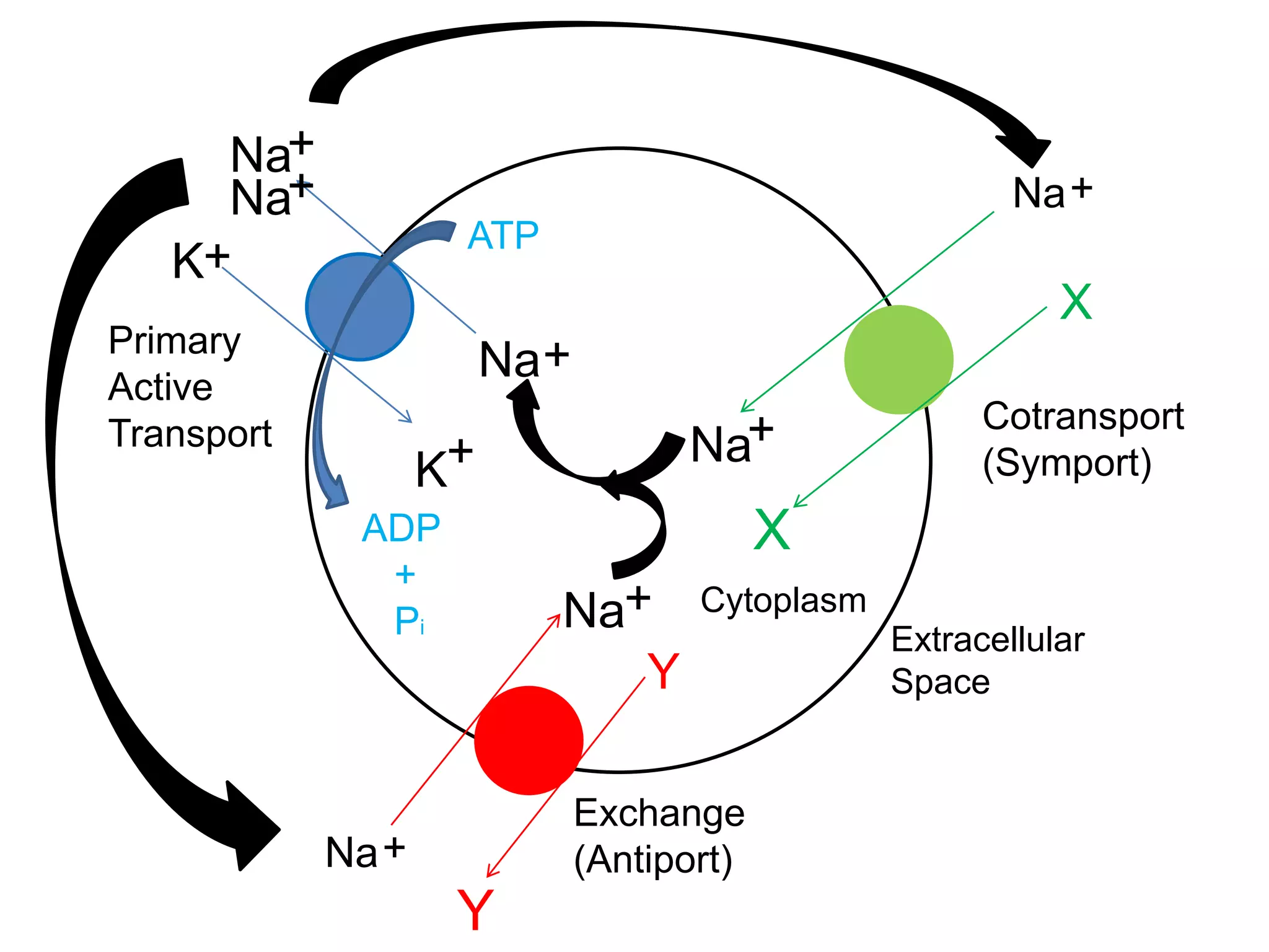Active Transport Animation