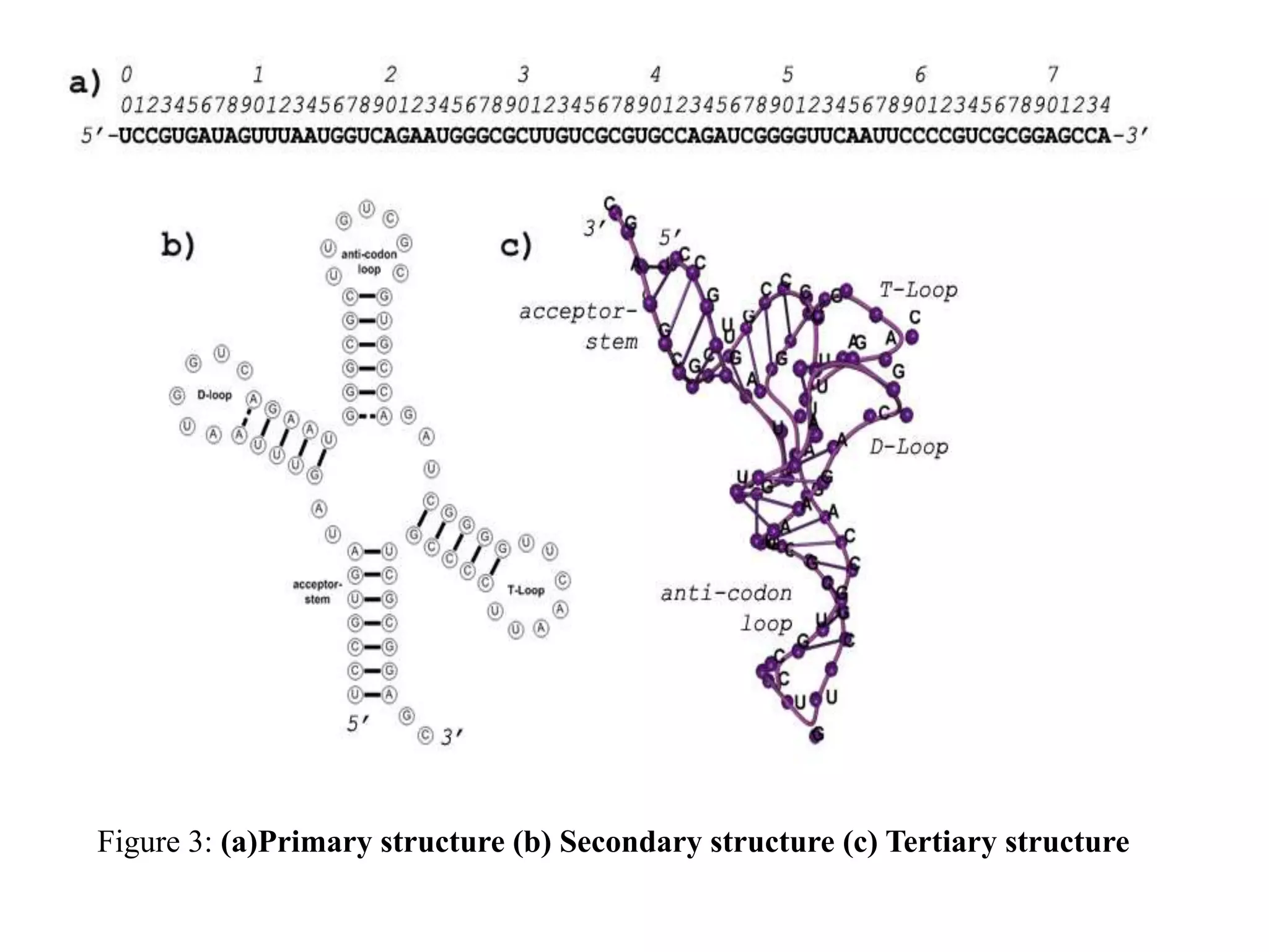 Secondary and tertiary structure of RNA | PPTX