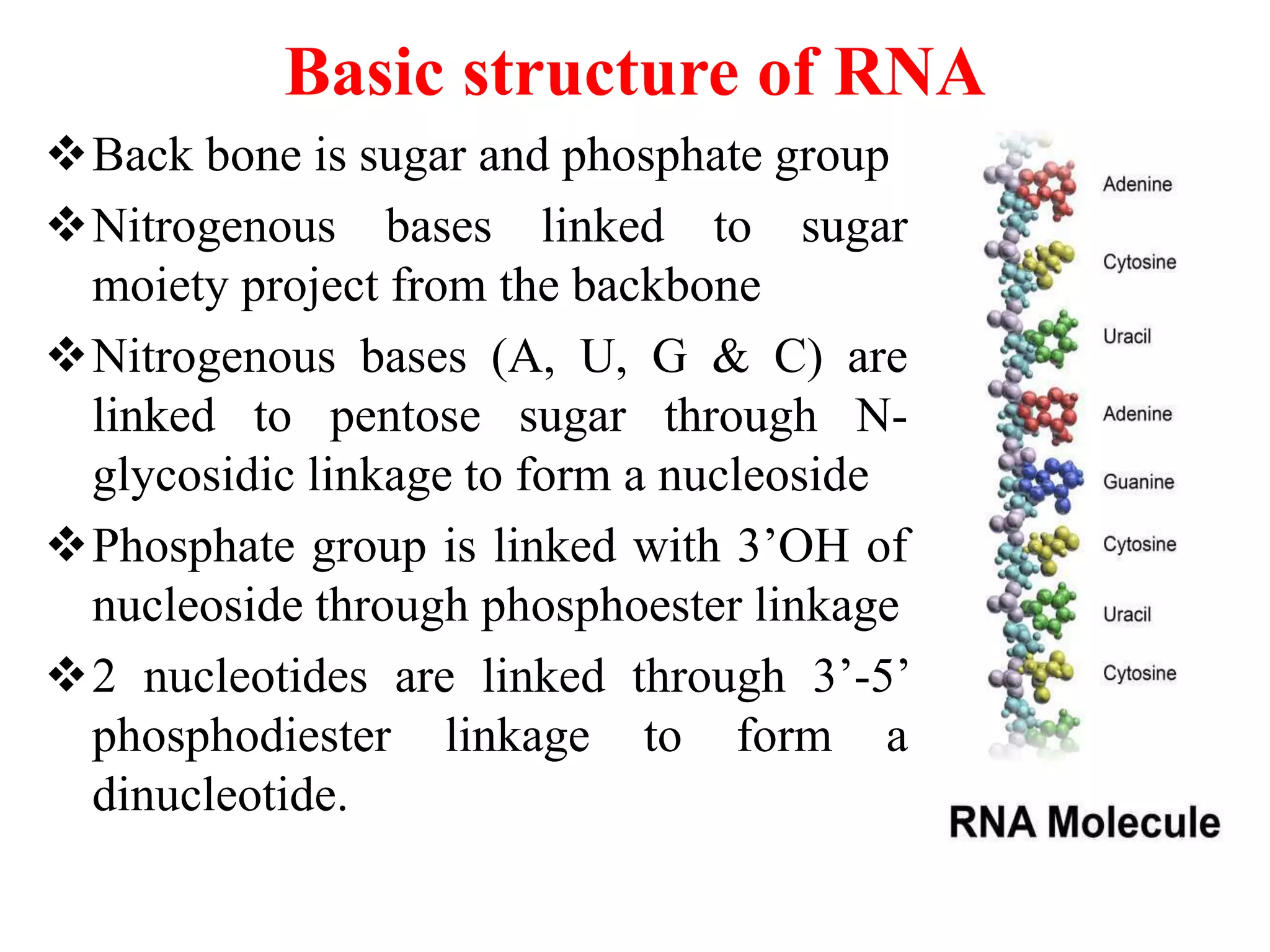 Secondary and tertiary structure of RNA | PPTX