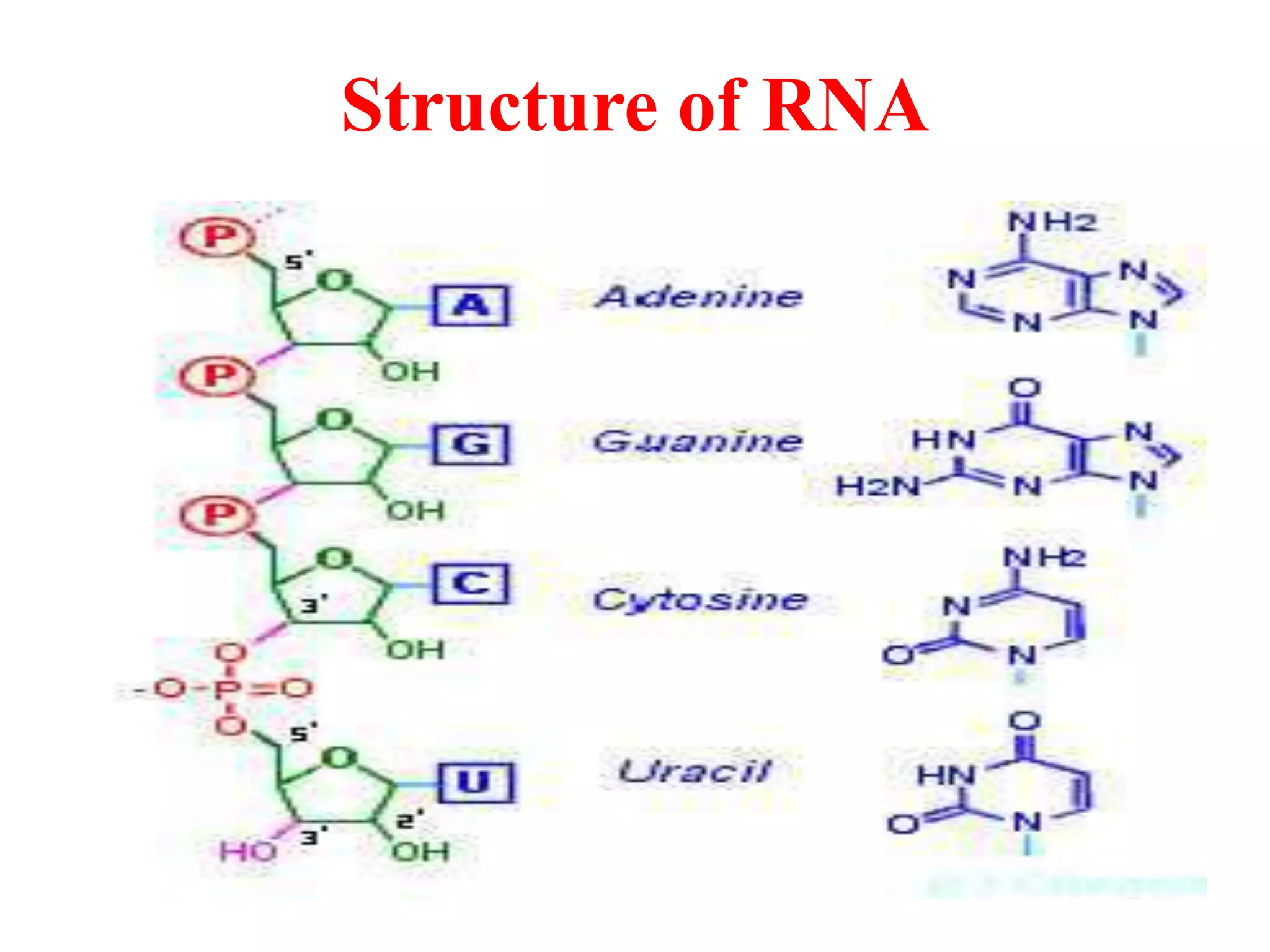 Secondary and tertiary structure of RNA | PPTX
