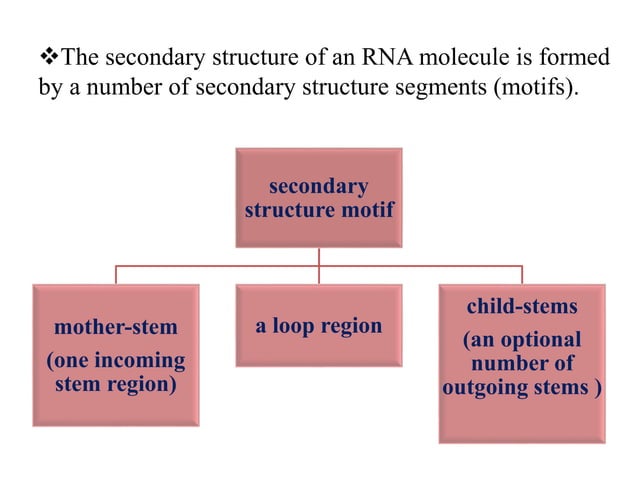 Secondary and tertiary structure of RNA | PPTX