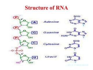 Secondary and tertiary structure of RNA | PPTX