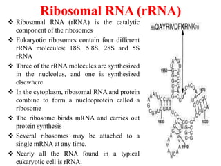Secondary and tertiary structure of RNA | PPTX