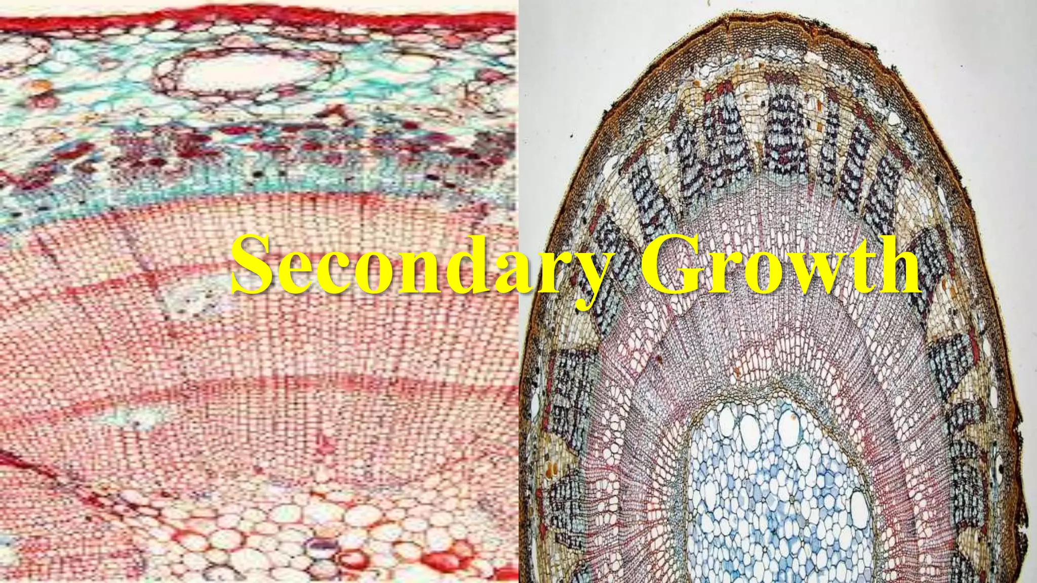 SECONDARY GROWTH.pptx