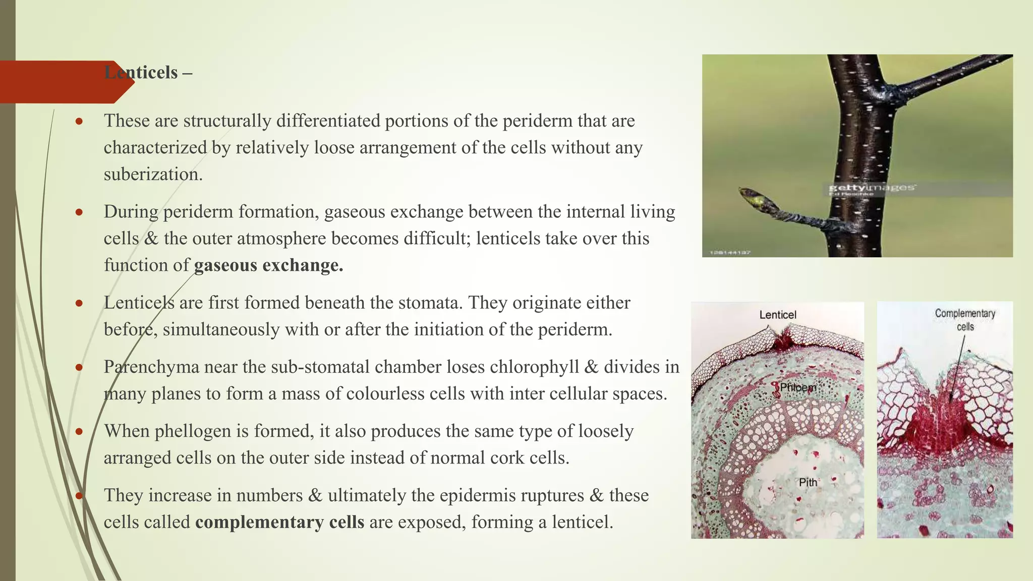 SECONDARY GROWTH.pptx