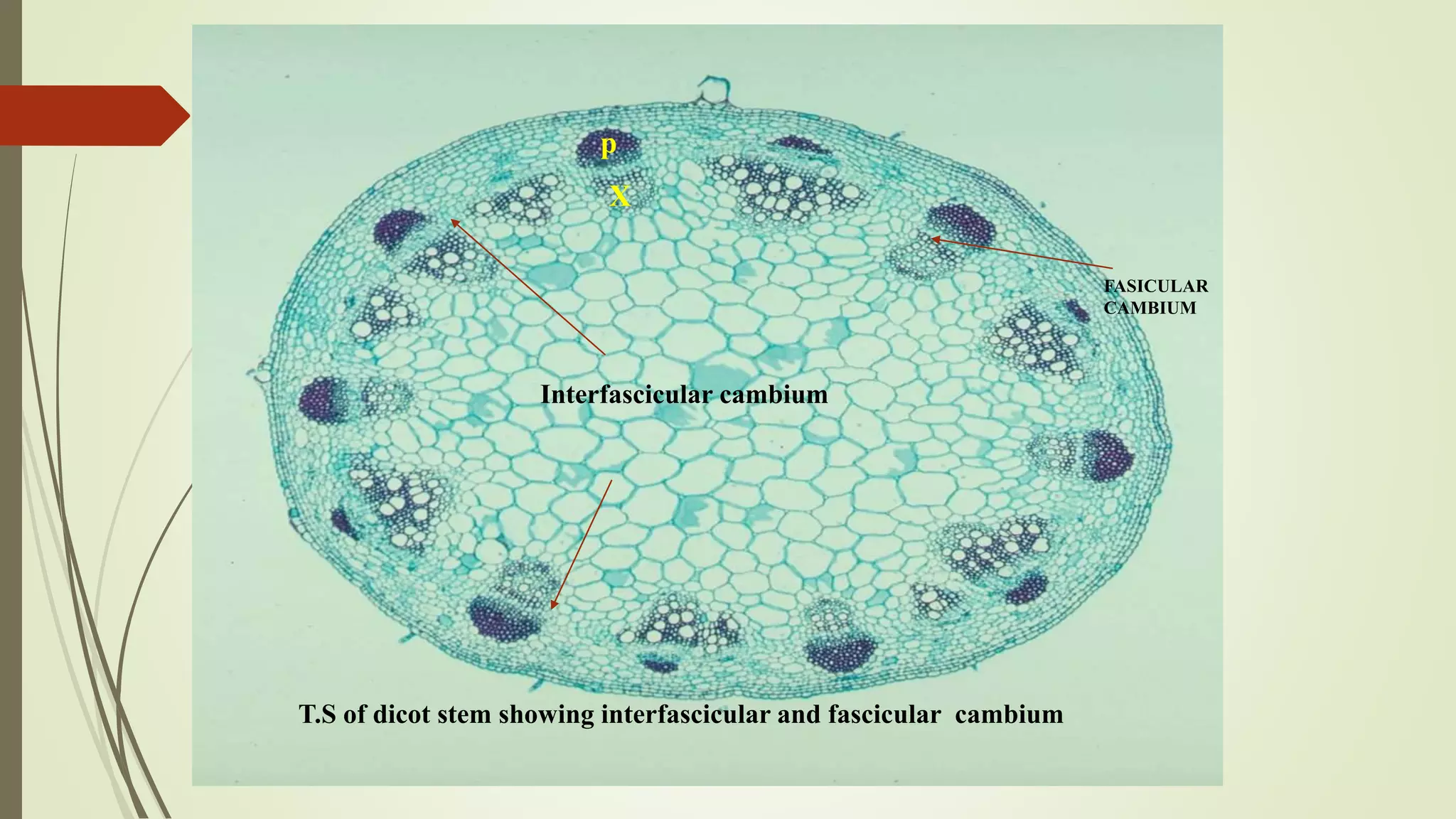 SECONDARY GROWTH.pptx