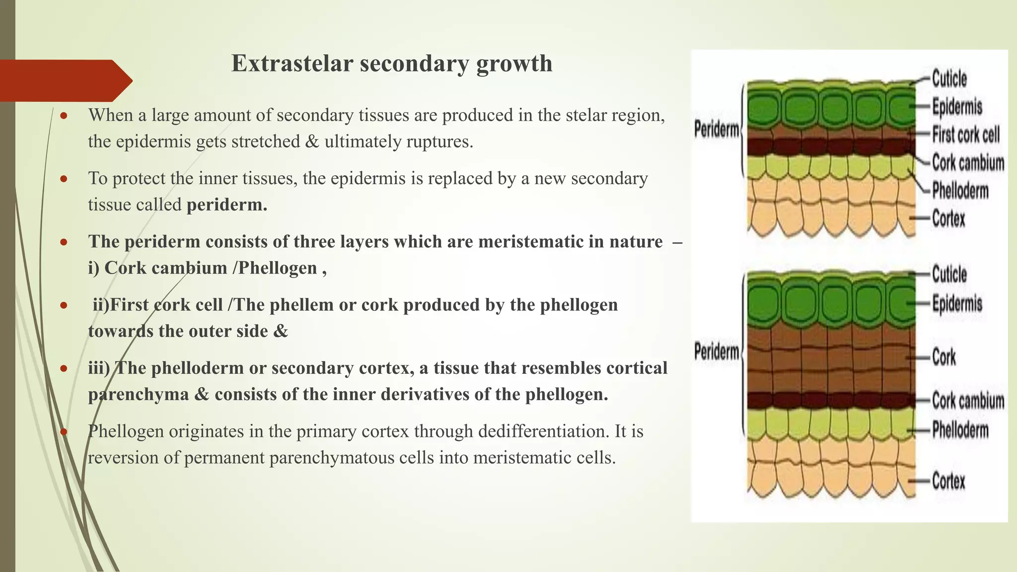 SECONDARY GROWTH.pptx