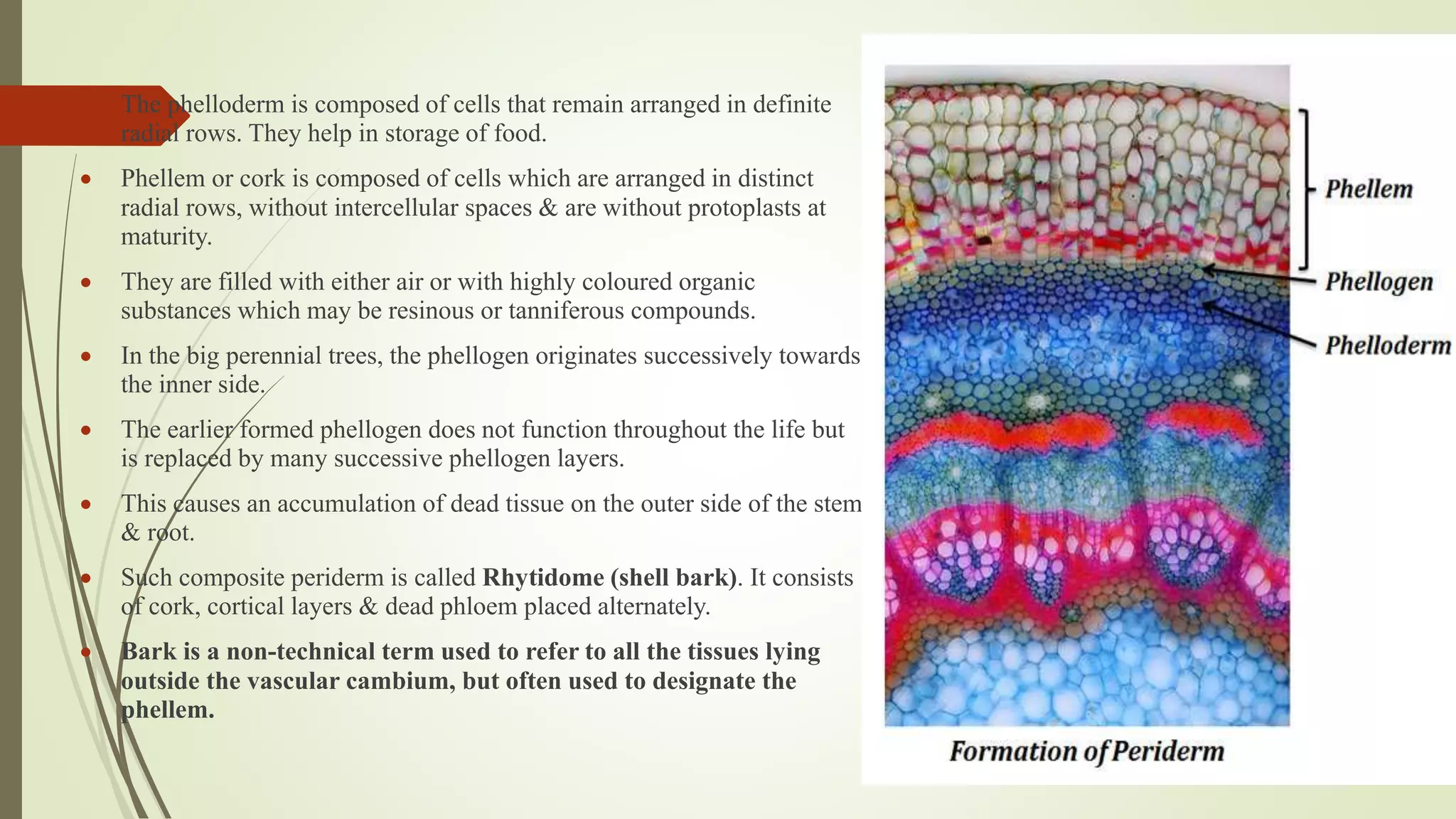 SECONDARY GROWTH.pptx