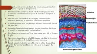 SECONDARY GROWTH.pptx