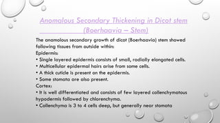 Secondary growth and anomalous secondary growth.pptx