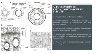 secondarygrowthindicotstem-220125143633.pdf | Woodworking | Arts and Crafts