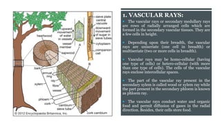 Secondary growth in dicot stem | PPTX