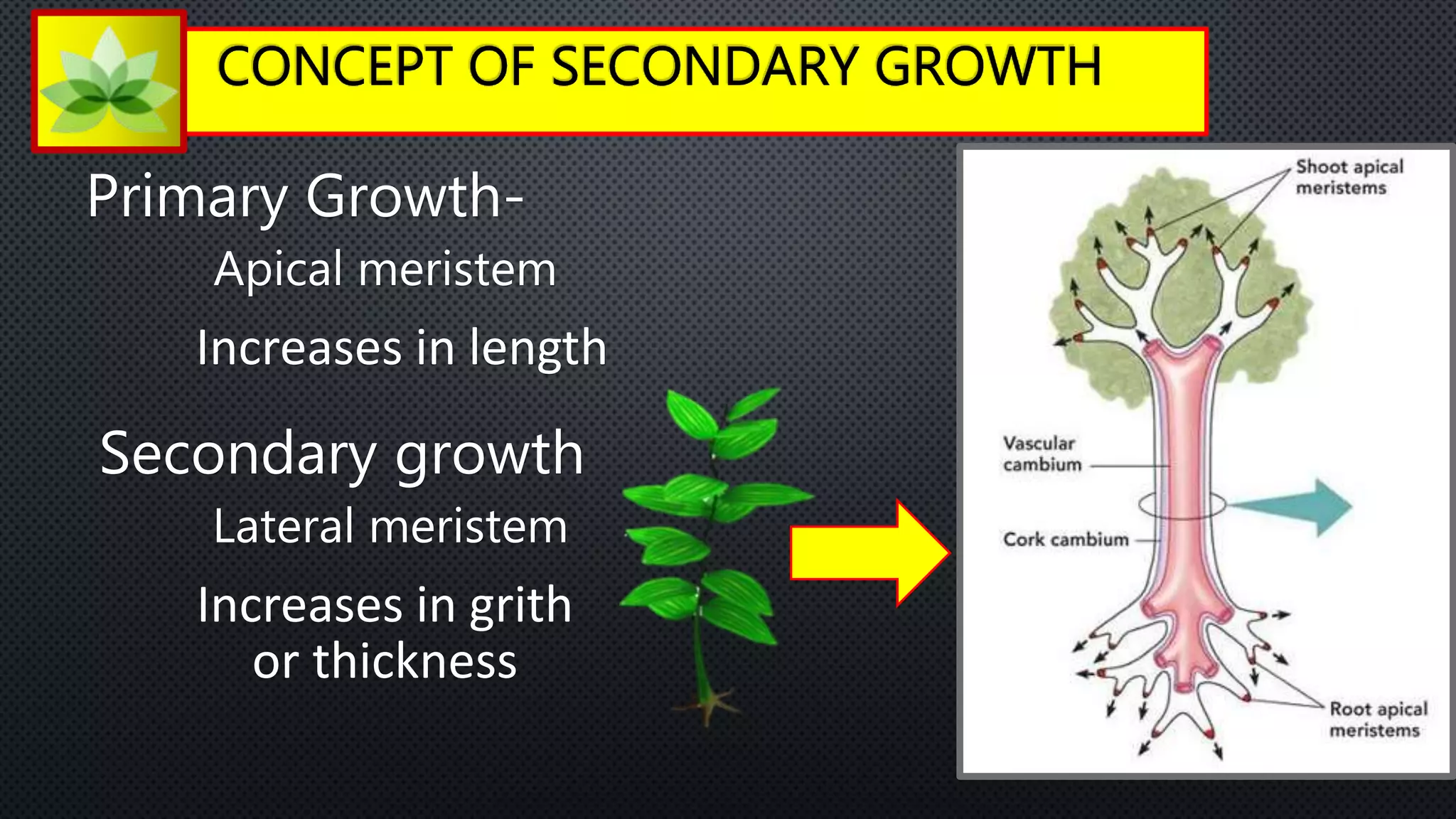 Secondary growth in dicot stem. | PPTX