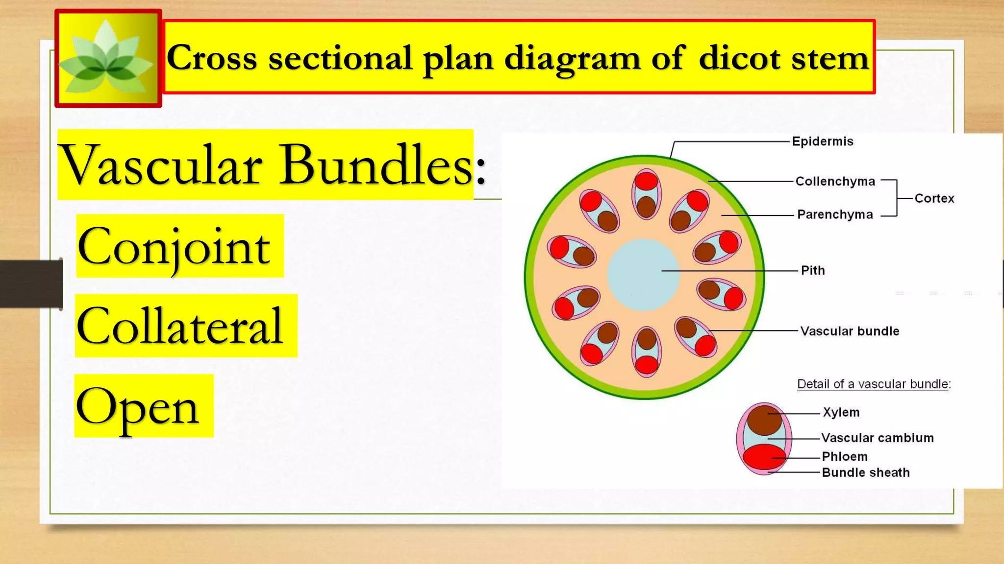 Secondary growth in dicot stem. | PPTX