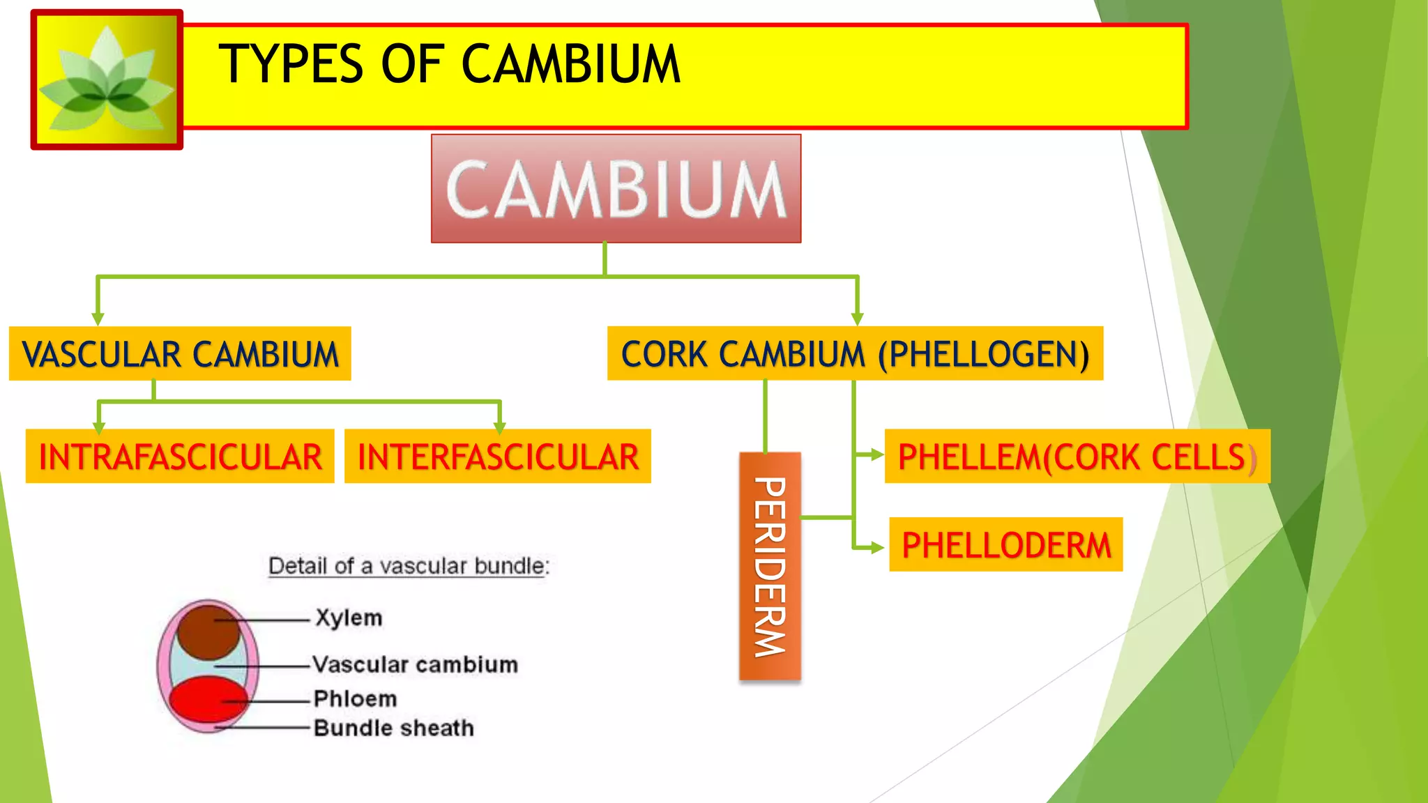 Secondary growth in dicot stem. | PPTX