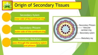 Secondary growth in dicot stem. | PPTX