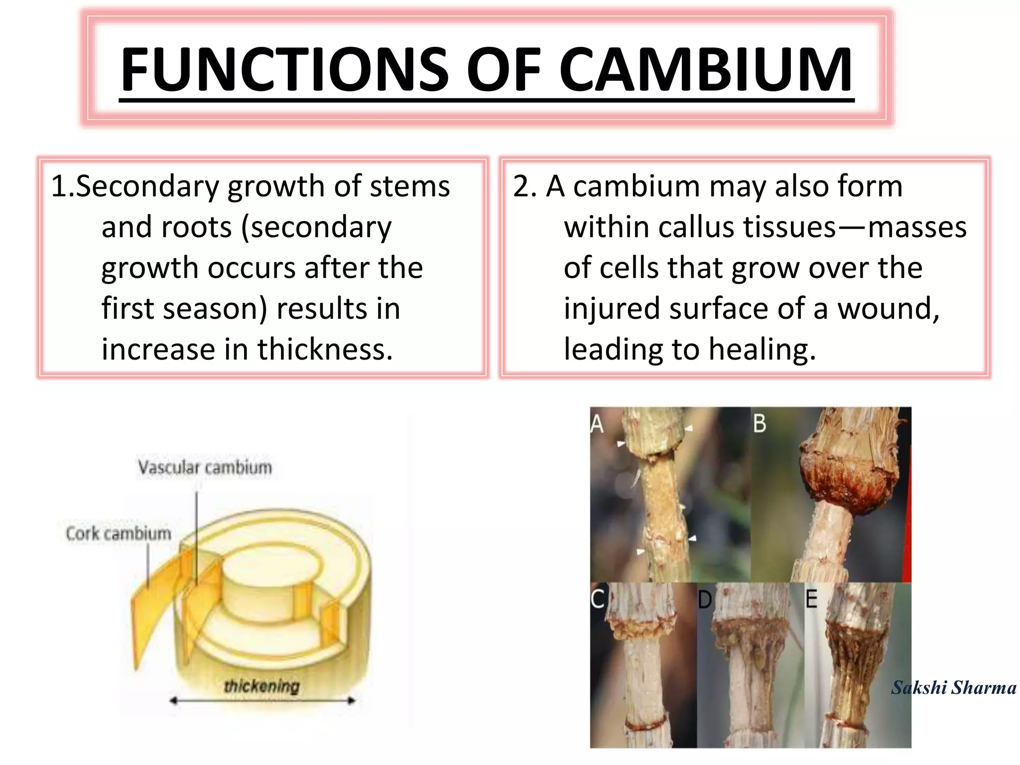Secondary growth in plants | PPTX