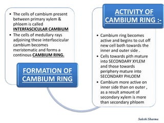 Secondary growth in plants | PPTX