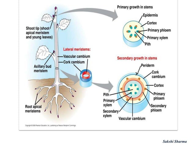 Secondary growth in plants | PPTX | Gardening | Home & Garden