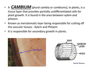 Secondary growth in plants | PPTX
