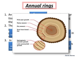 Secondary growth in plants | PPTX