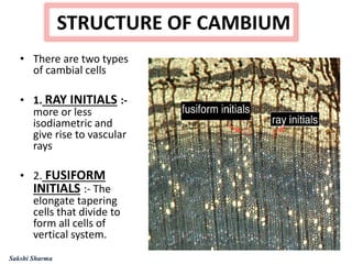Secondary growth in plants | PPTX