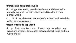 Secondary growth of dicot stem | PPTX