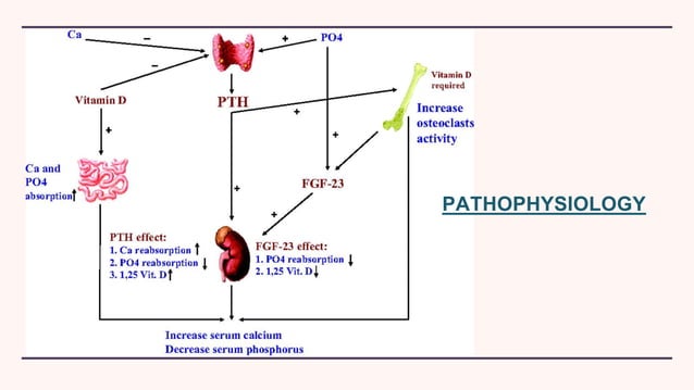 Secondary Hyperparathyroidism | PPTX | Endocrine and Metabolic Diseases ...