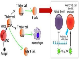 Secondary immune response | PPT