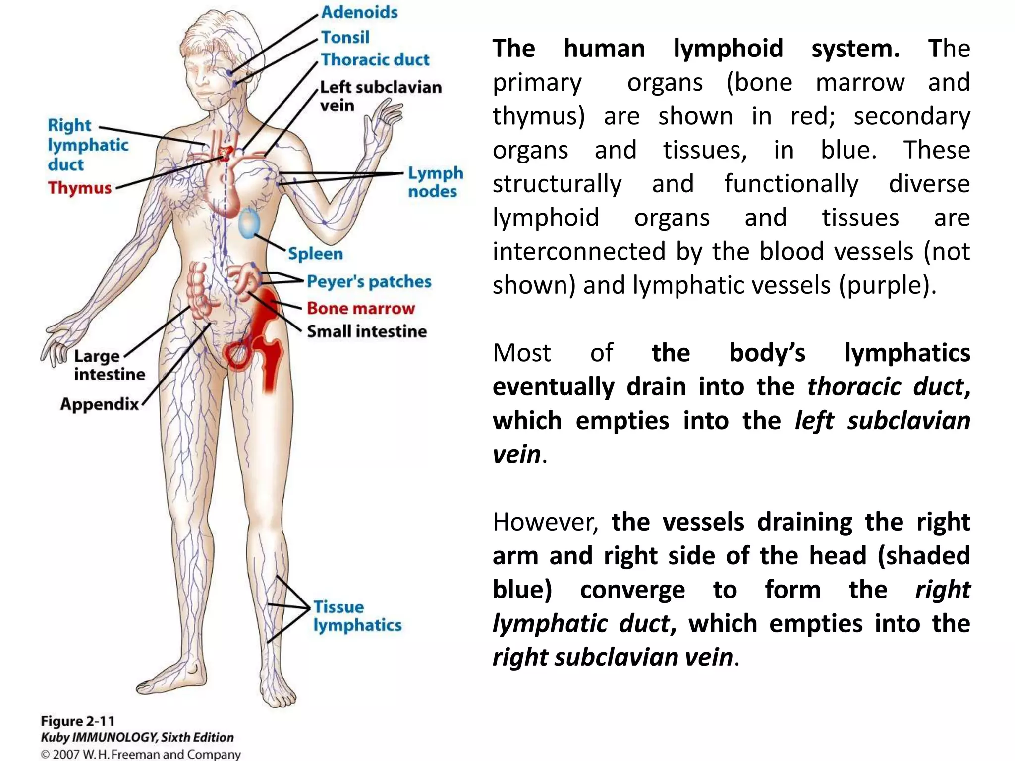 secondary lymphoid organ.pptx | Biological Sciences | Science