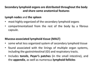 secondary lymphoid organ.pptx | Biological Sciences | Science