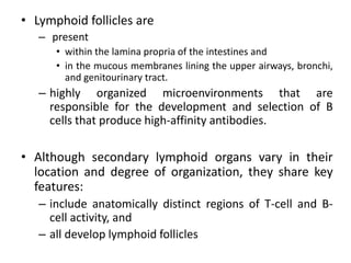 secondary lymphoid organ.pptx