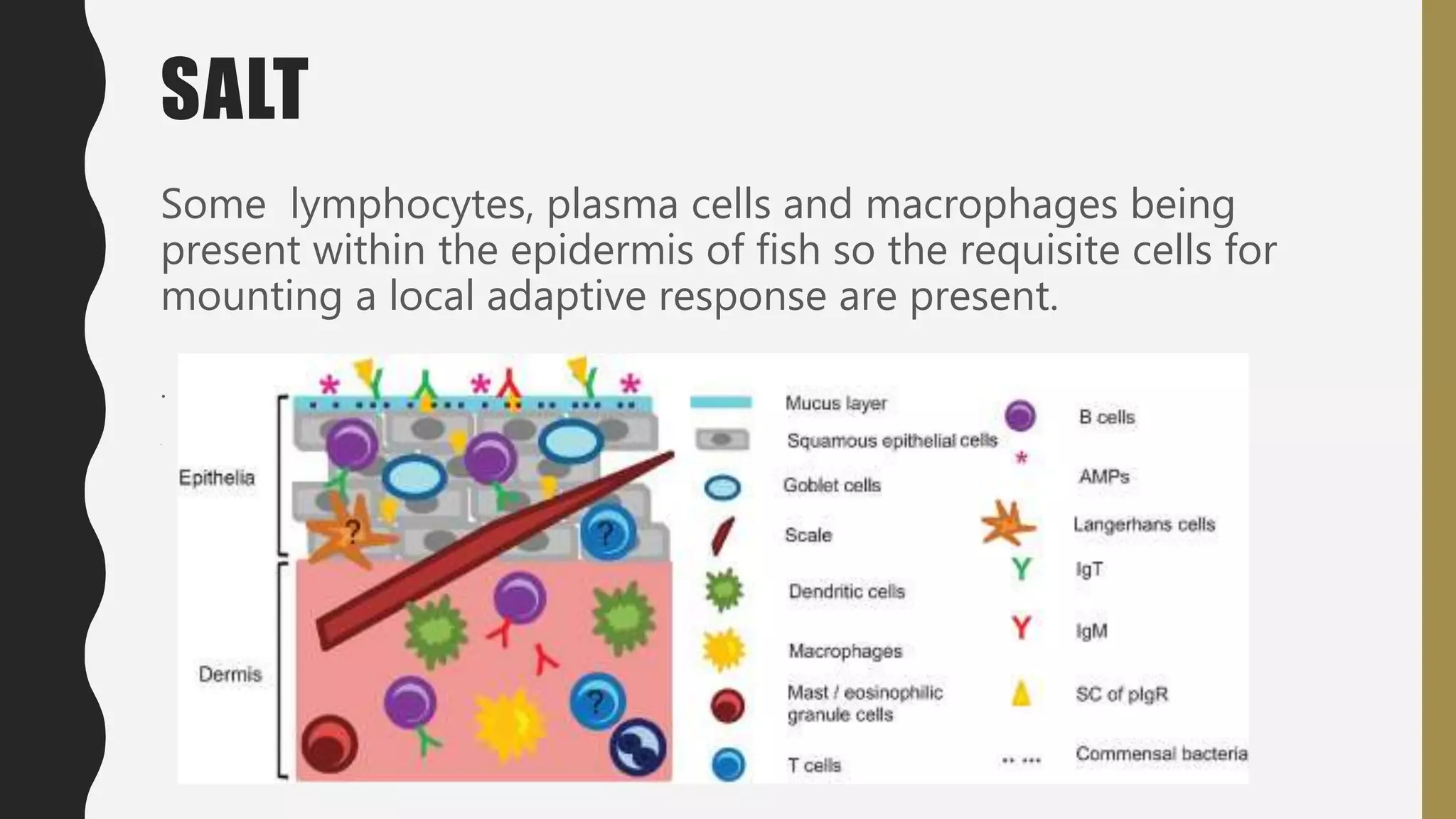 Secondary lymphoid organ in teleost | PPTX