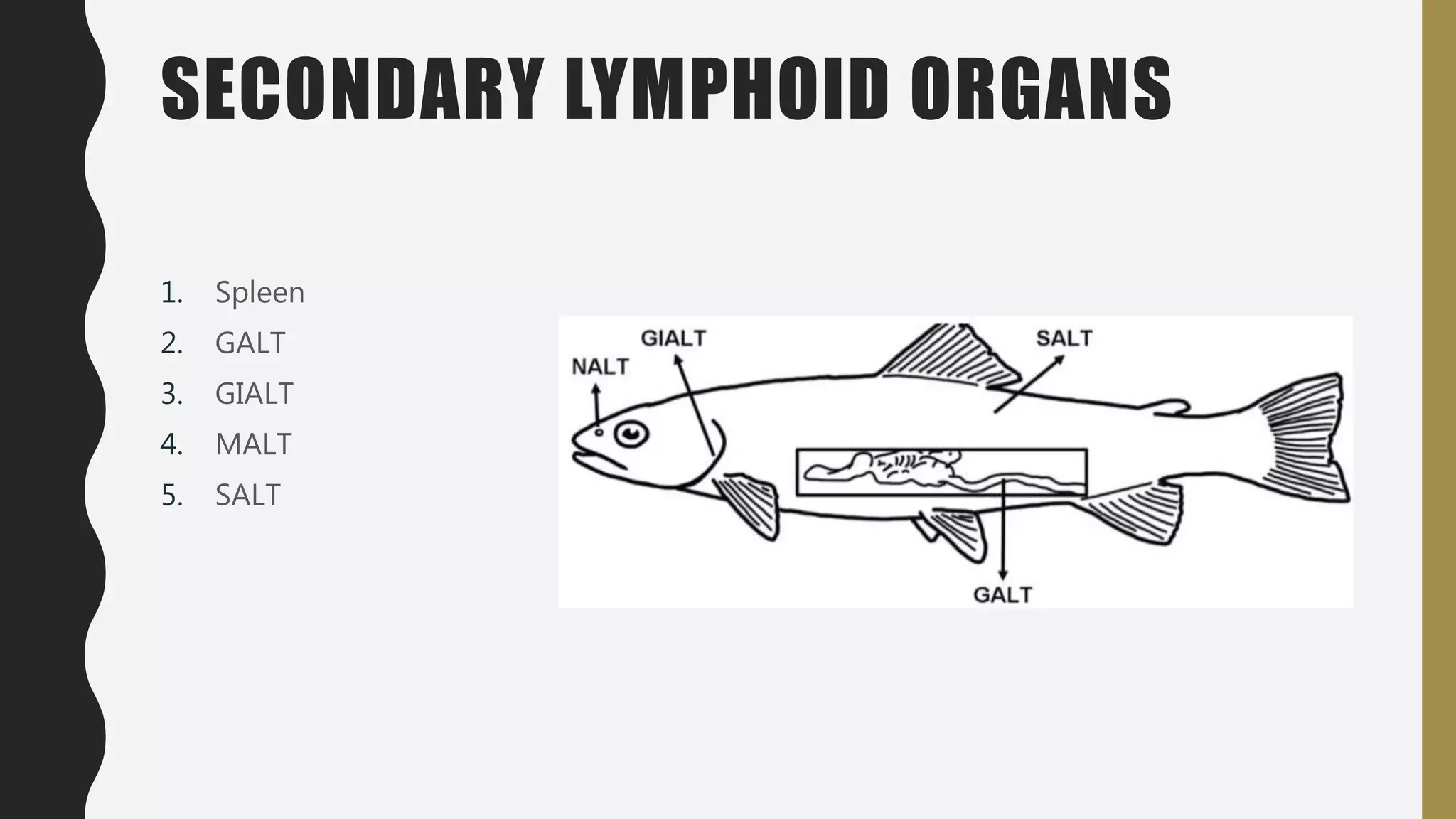 Secondary lymphoid organ in teleost | PPTX