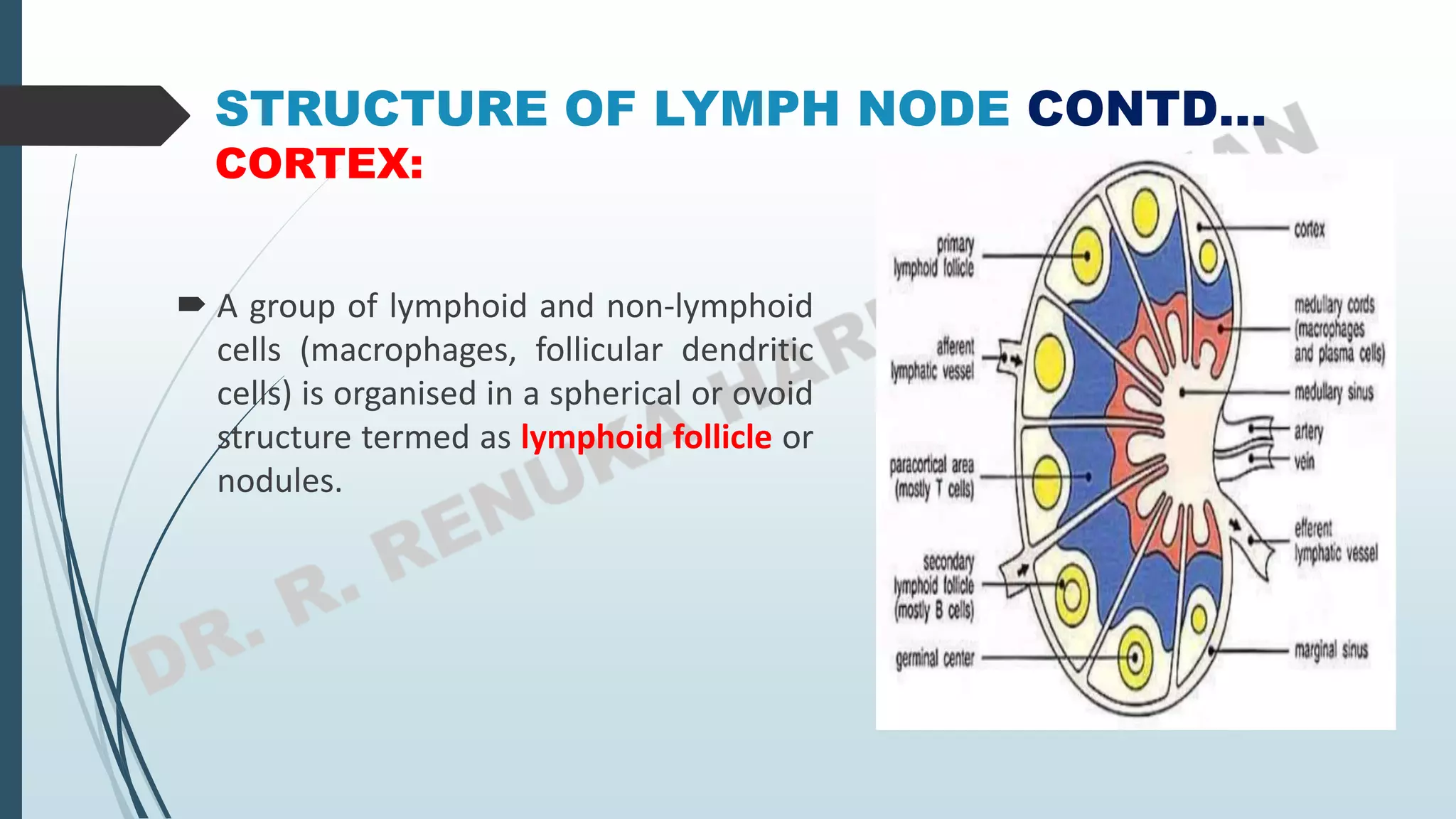 Secondary lymphoid organs | PPTX