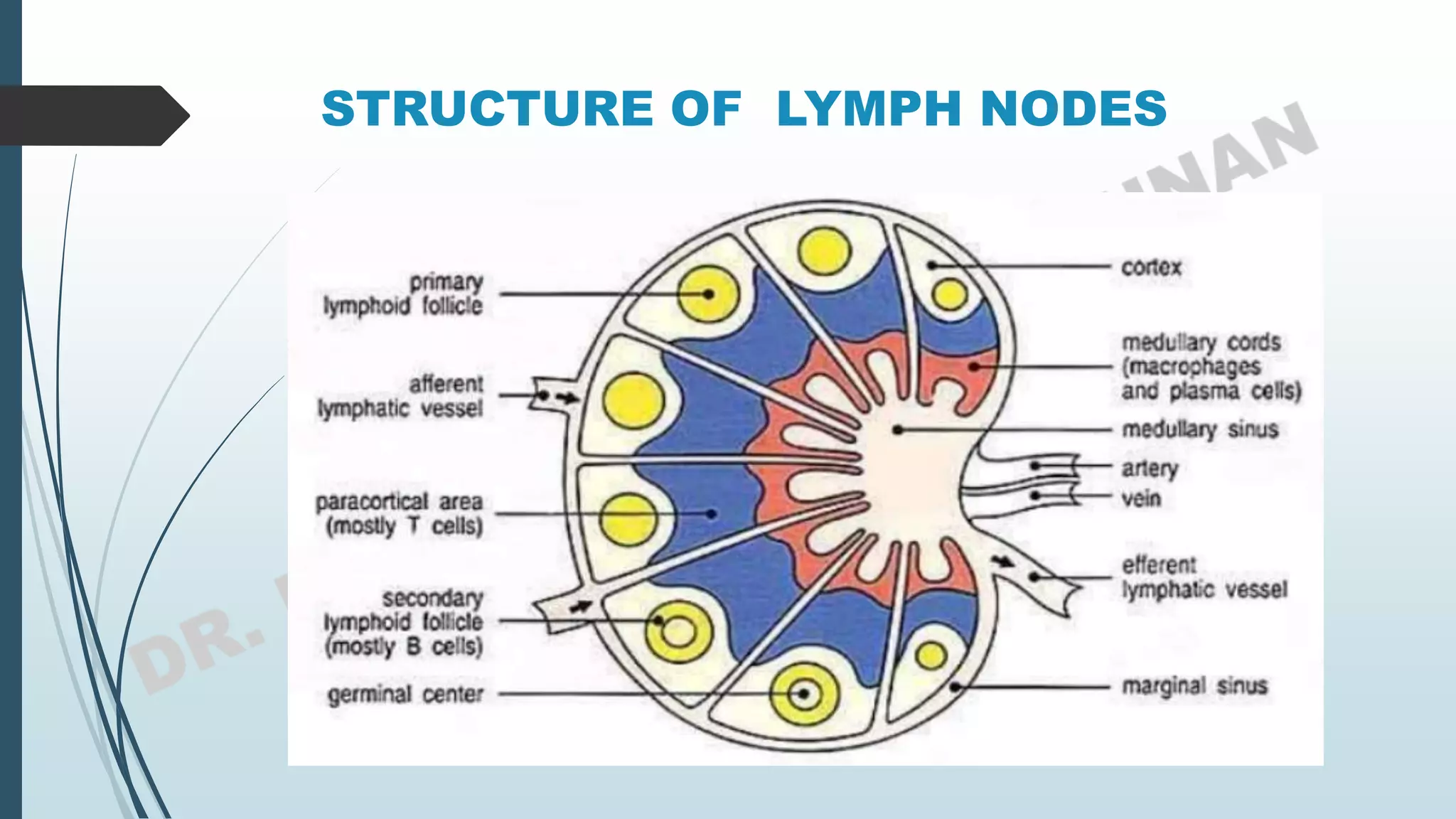 Secondary lymphoid organs | PPTX