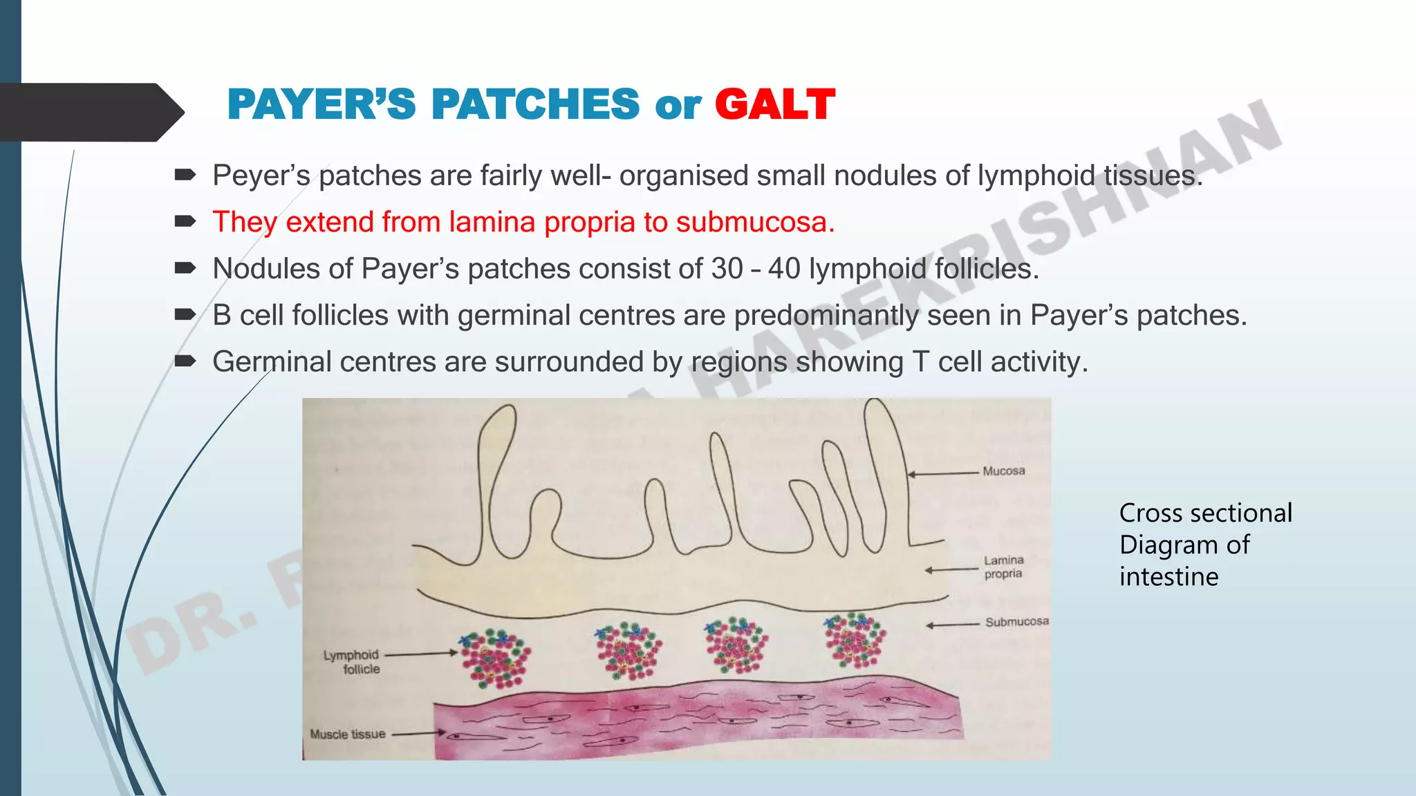 Secondary lymphoid organs | PPTX