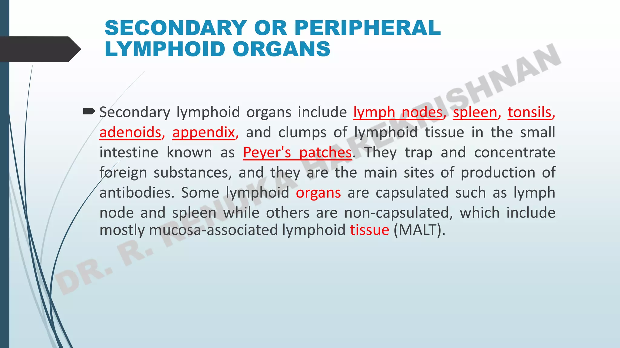 Secondary lymphoid organs | PPTX
