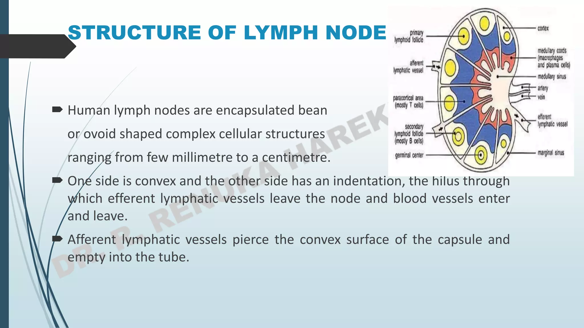 Secondary lymphoid organs | PPTX