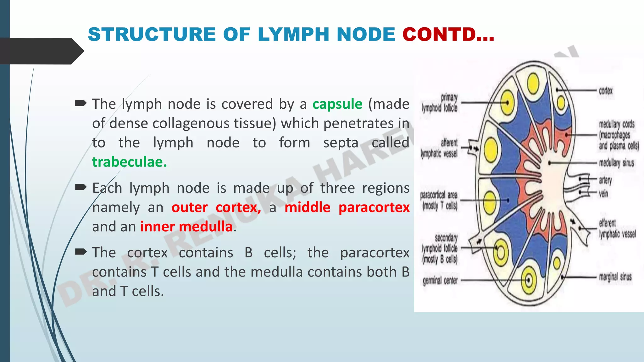 Secondary lymphoid organs | PPTX