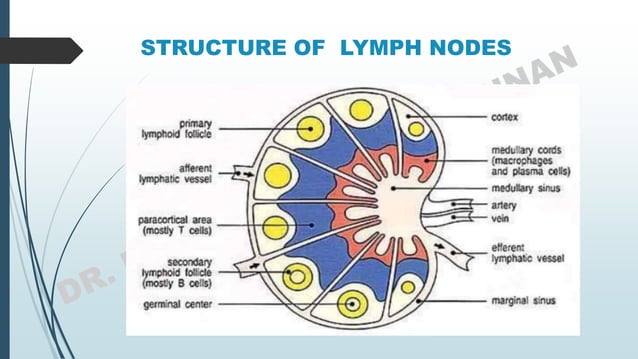 Secondary lymphoid organs | PPTX | Biological Sciences | Science