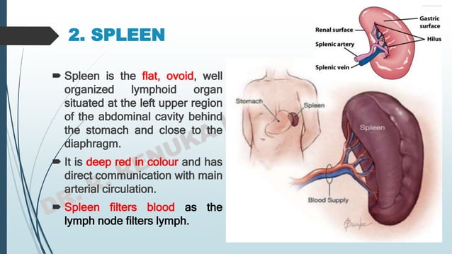 Secondary lymphoid organs | PPTX | Biological Sciences | Science