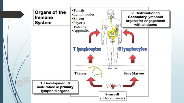 Secondary lymphoid organs | PPTX | Biological Sciences | Science