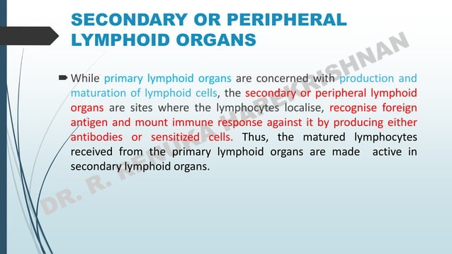 Secondary lymphoid organs | PPTX | Biological Sciences | Science
