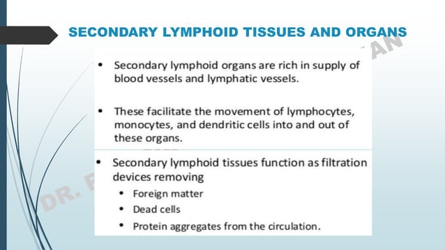 Secondary lymphoid organs | PPTX | Biological Sciences | Science