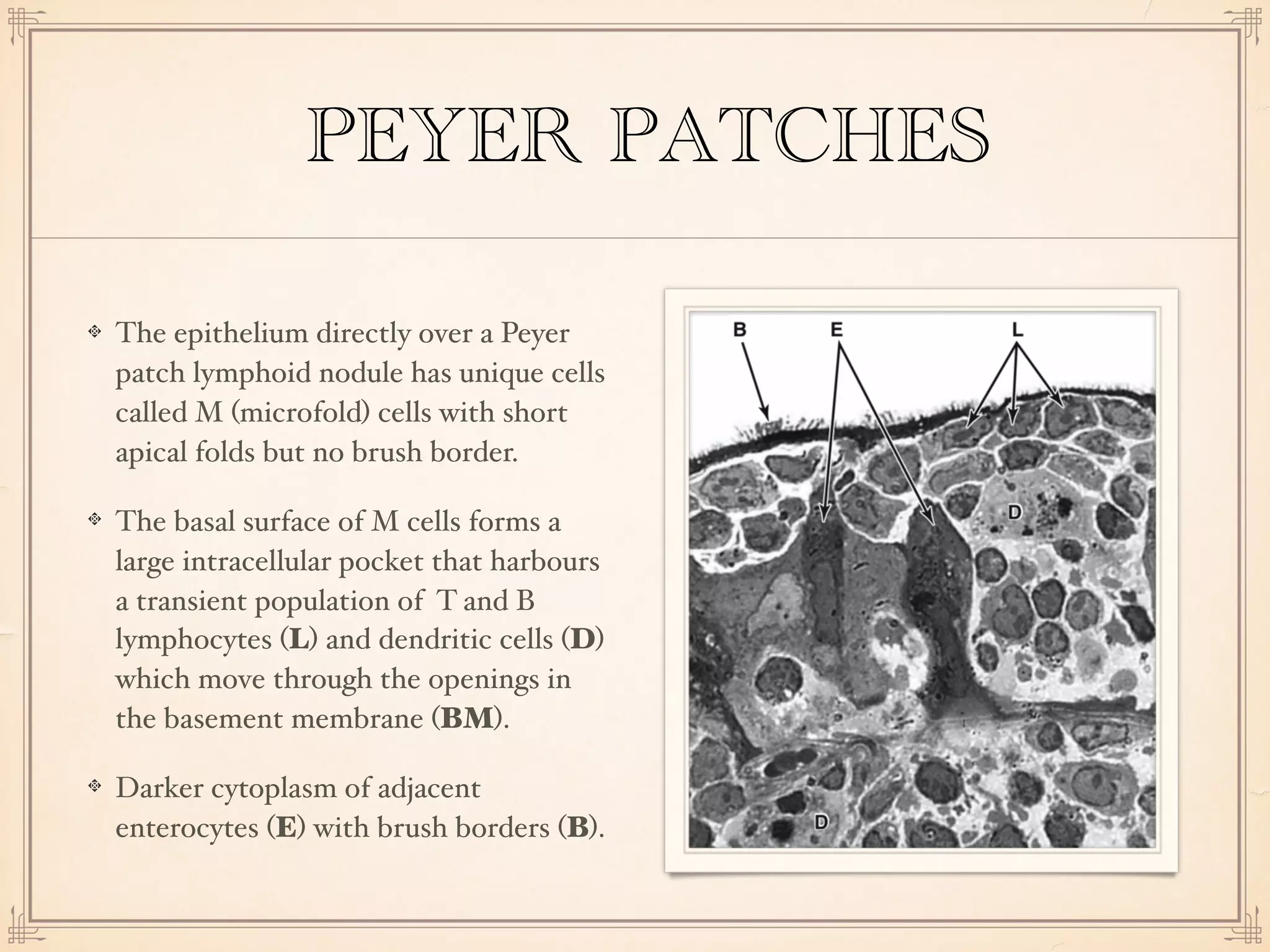 Secondary lymphoid organs | PDF