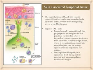 Secondary lymphoid organs | PDF