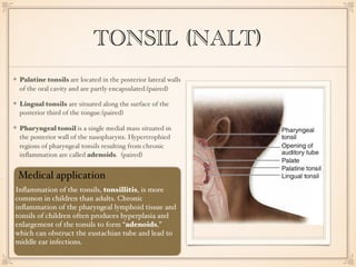 Secondary lymphoid organs | PDF