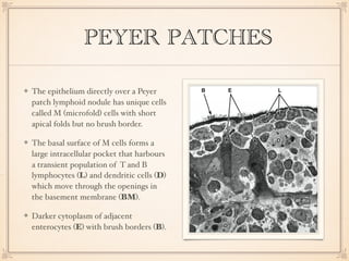 Secondary lymphoid organs | PDF
